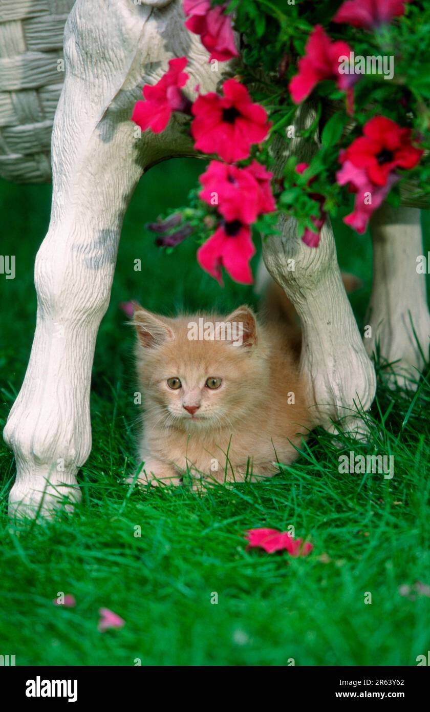 Maine Coon Cat, kitten, 8 weeks old, cream, Maine Coon Cat, kitten, 8 ...