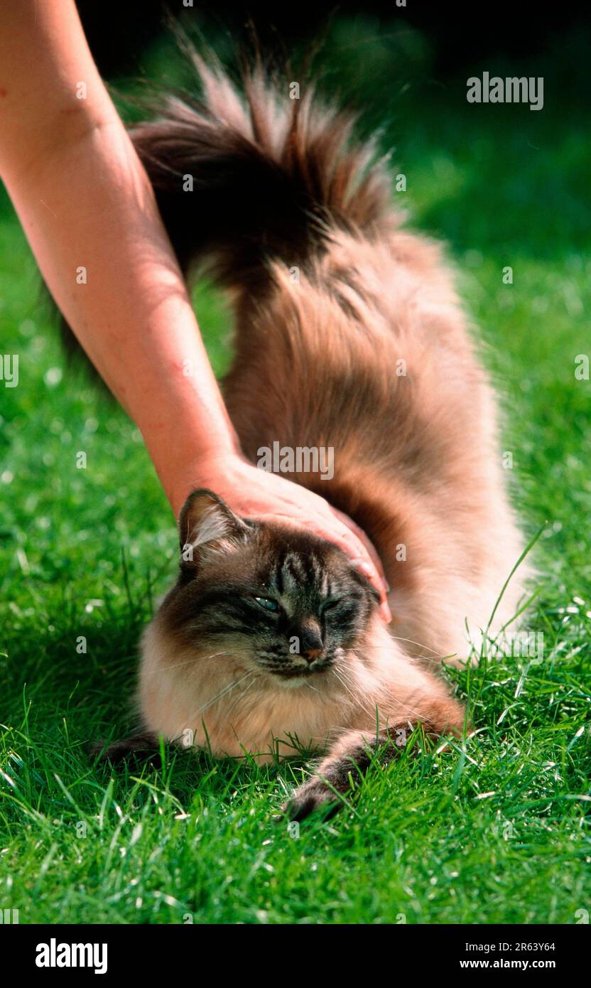 Ragdoll cat adult hi-res stock photography and images - Alamy