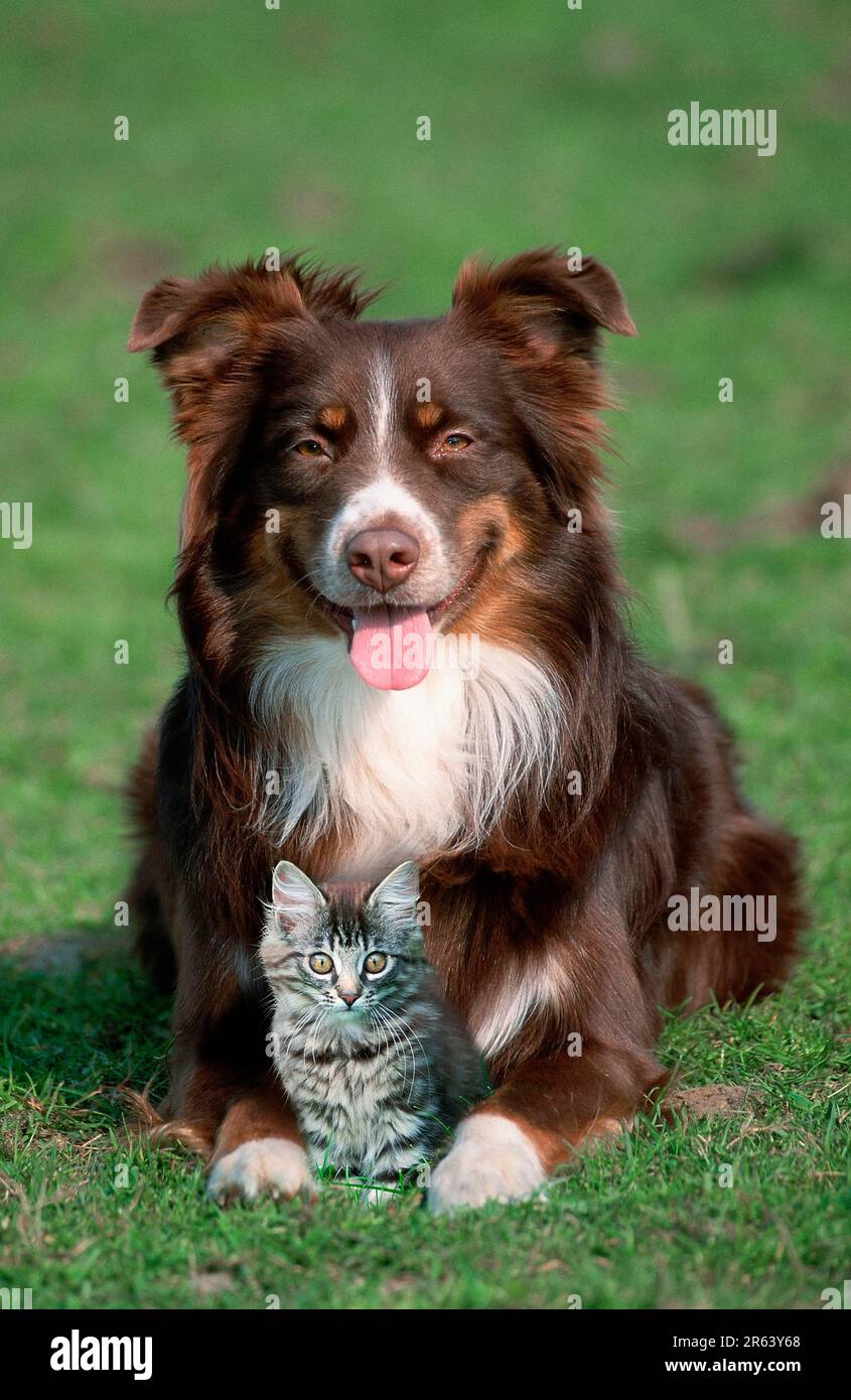 Australian Shepherd and Norwegian Forest Cat, kittens Stock Photo - Alamy