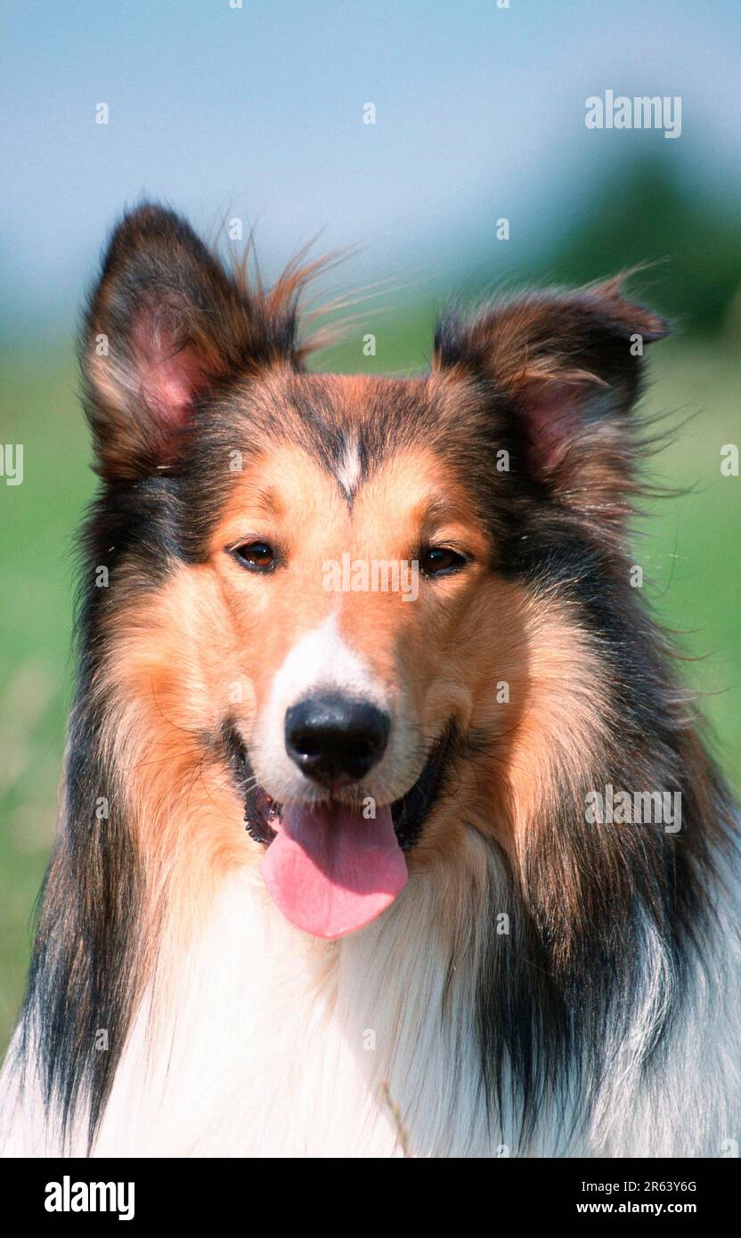Collie, Scottish Sheepdog Stock Photo - Alamy