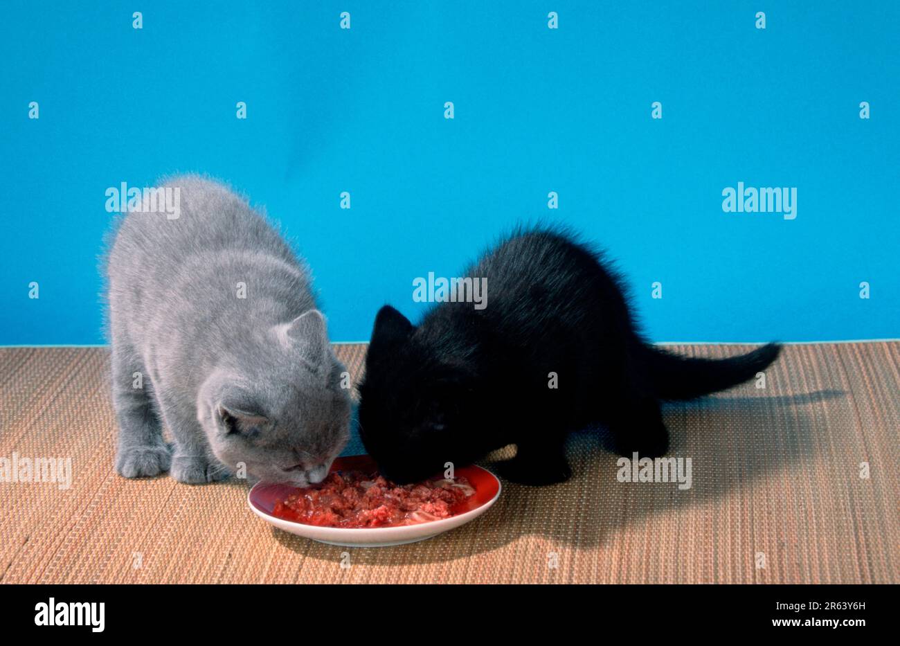 British Shorthair Cats, kittens eating together, British Shorthair Cats ...