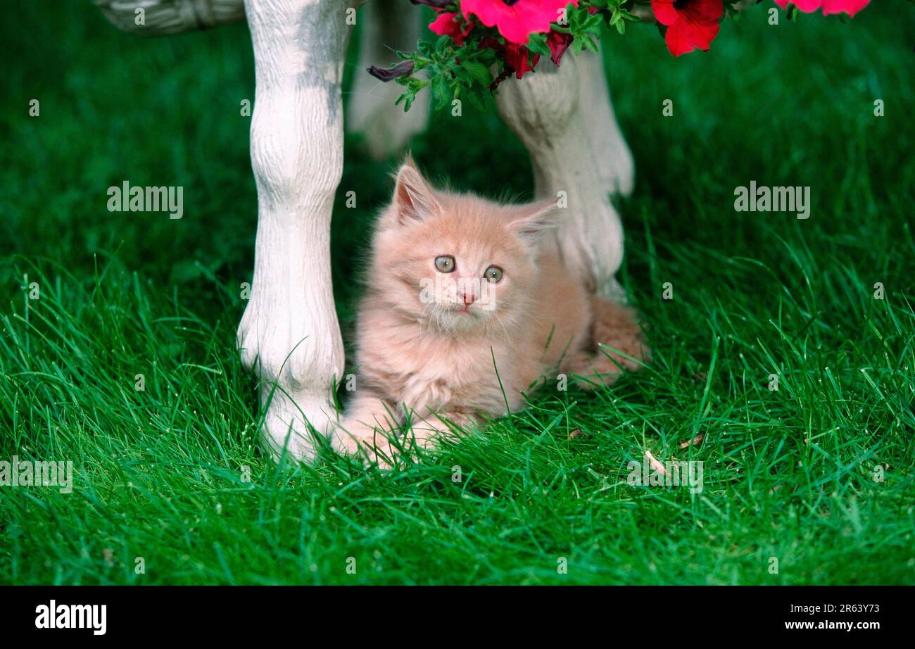 Maine Coon Cat, kitten, 8 weeks old, cream, Maine Coon Cat, kitten, 8 ...