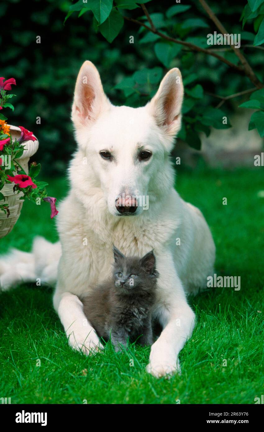 AC White Shepherd Dog and Maine Coon Cat, Kittens, 8 weeks, Swiss ...