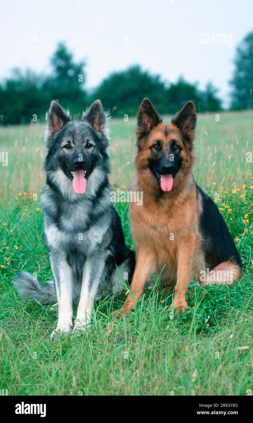 Shepherds pair hi-res stock photography and images - Alamy