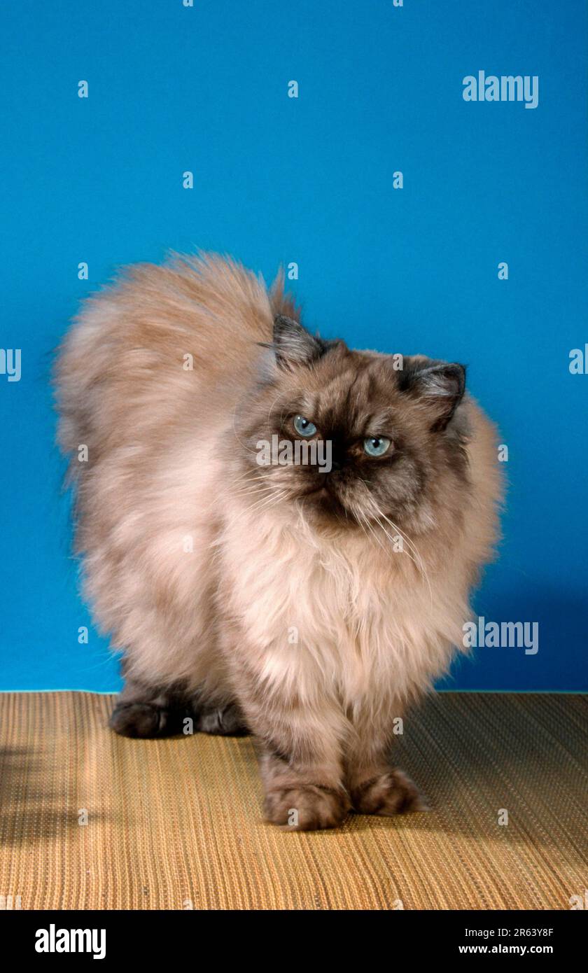 Colourpoint Persian Cat, detachable Stock Photo - Alamy