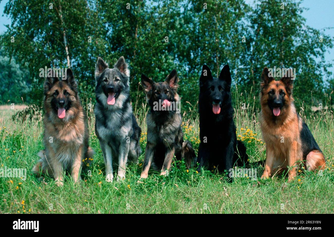 Five shepherds hi-res stock photography and images - Alamy