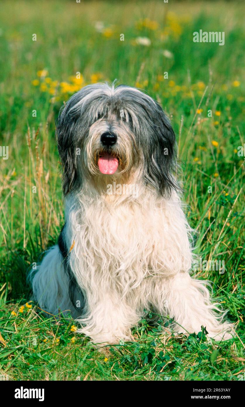 Polish Lowland Sheepdog, PON, Polski Owczarek Nizinny Stock Photo - Alamy