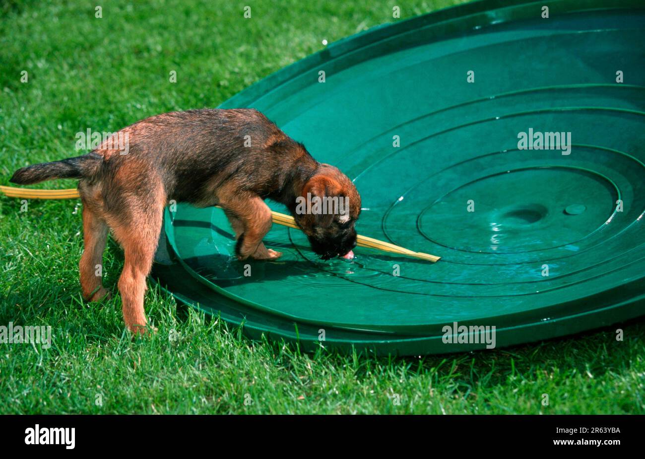 Border Terrier puppy, Border Terrier puppy (mammals) (animals ...