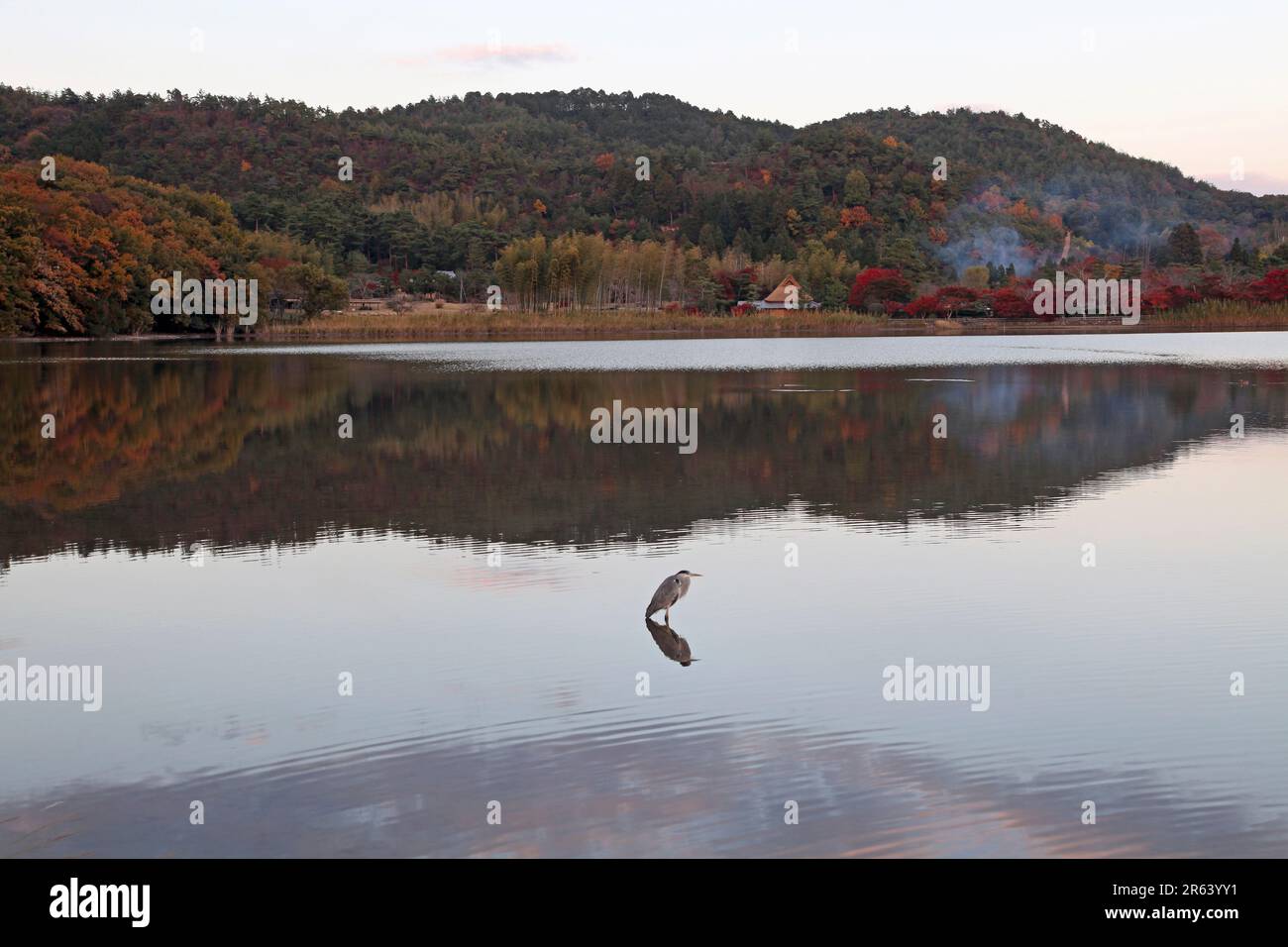 Pond hirosawa hi-res stock photography and images - Alamy