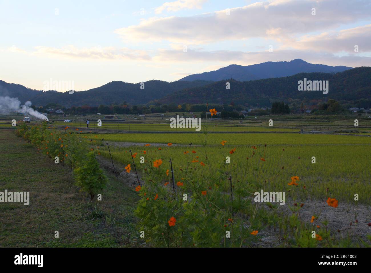 Autumn in Sagano Stock Photo - Alamy