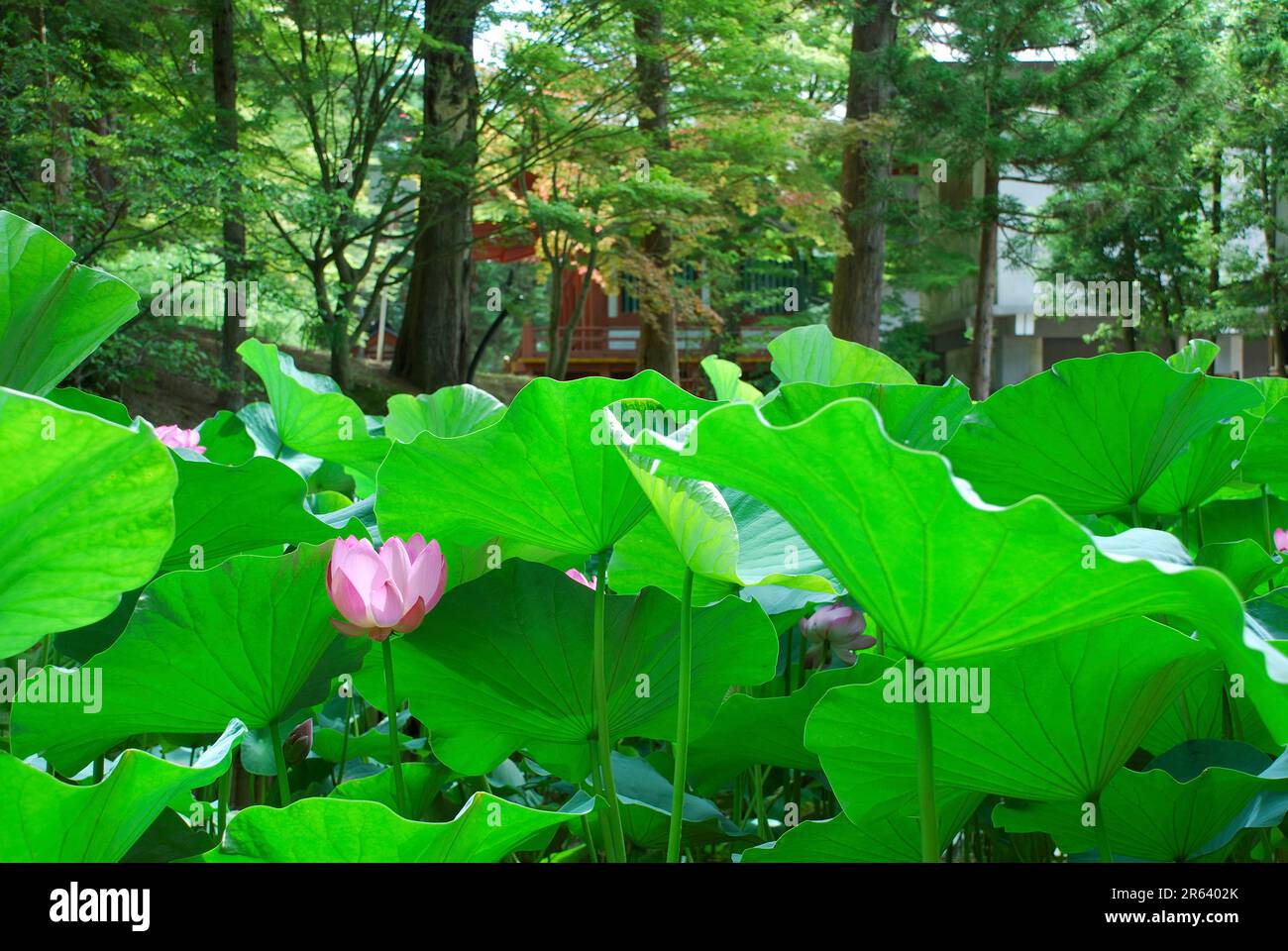 Lotus and Motsu-ji Main Hall Stock Photo - Alamy
