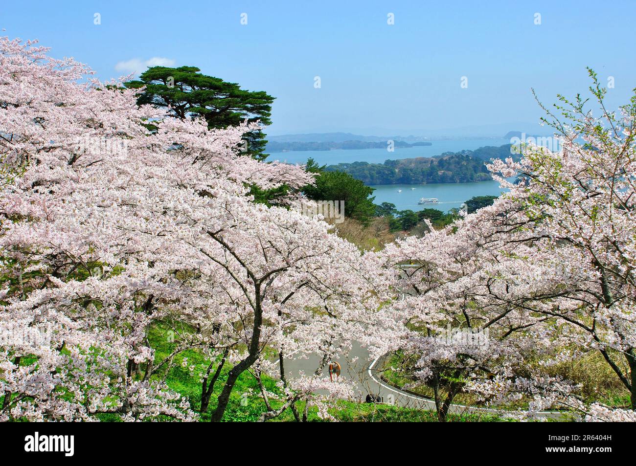 Cherry blossoms and Matsushima Bay in Saigyo-borinokuchi-no-Matsu Park ...