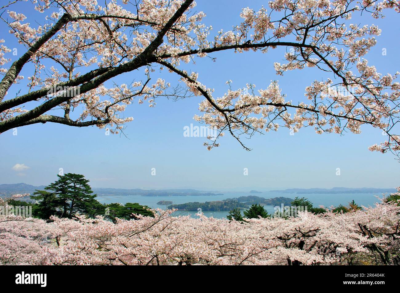 Saigyo an cherry blossoms hi-res stock photography and images - Alamy