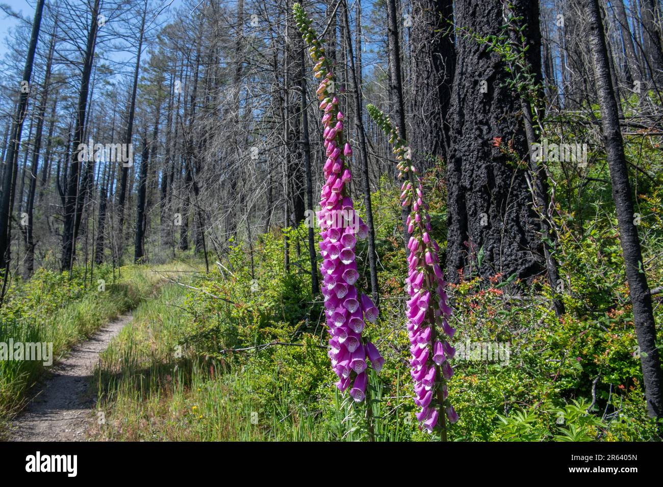 Digitalis purpurea, foxglove, an introduced plant flowering and growing ...