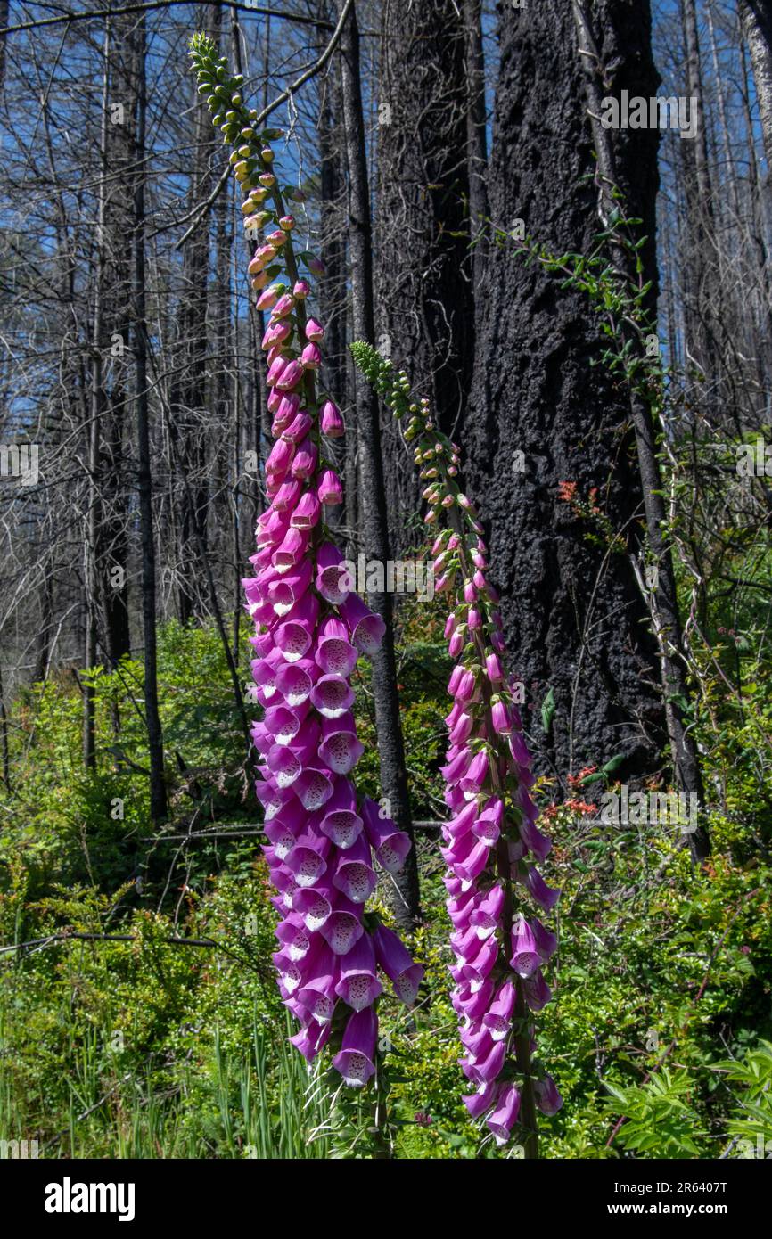 Digitalis purpurea, foxglove, an introduced plant flowering and growing ...