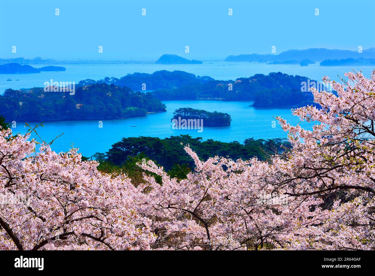 Cherry blossoms and Matsushima Bay in Saigyo-borinokuchi-no-Matsu Park ...