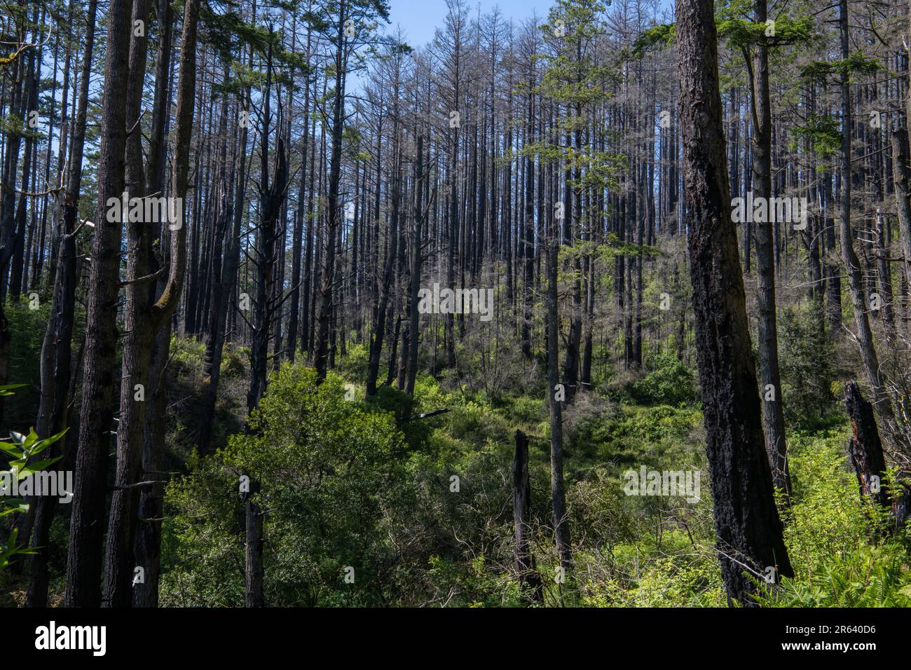 The aftermath of the Woodward forest fire in Point Reyes, the ...