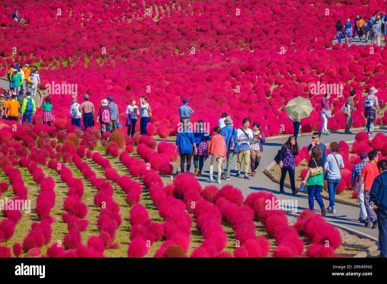 Red kochia hi-res stock photography and images - Alamy
