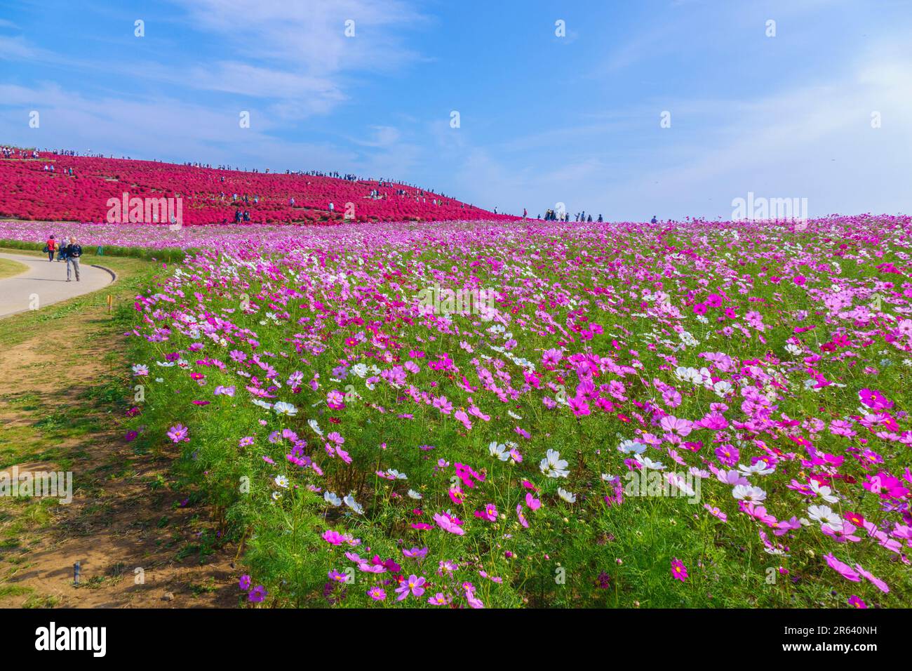 Hill of cosmos hi-res stock photography and images - Alamy