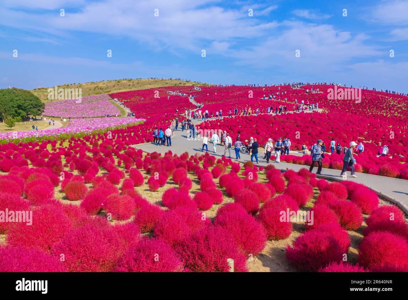 Bright pink cosmos hi-res stock photography and images - Alamy