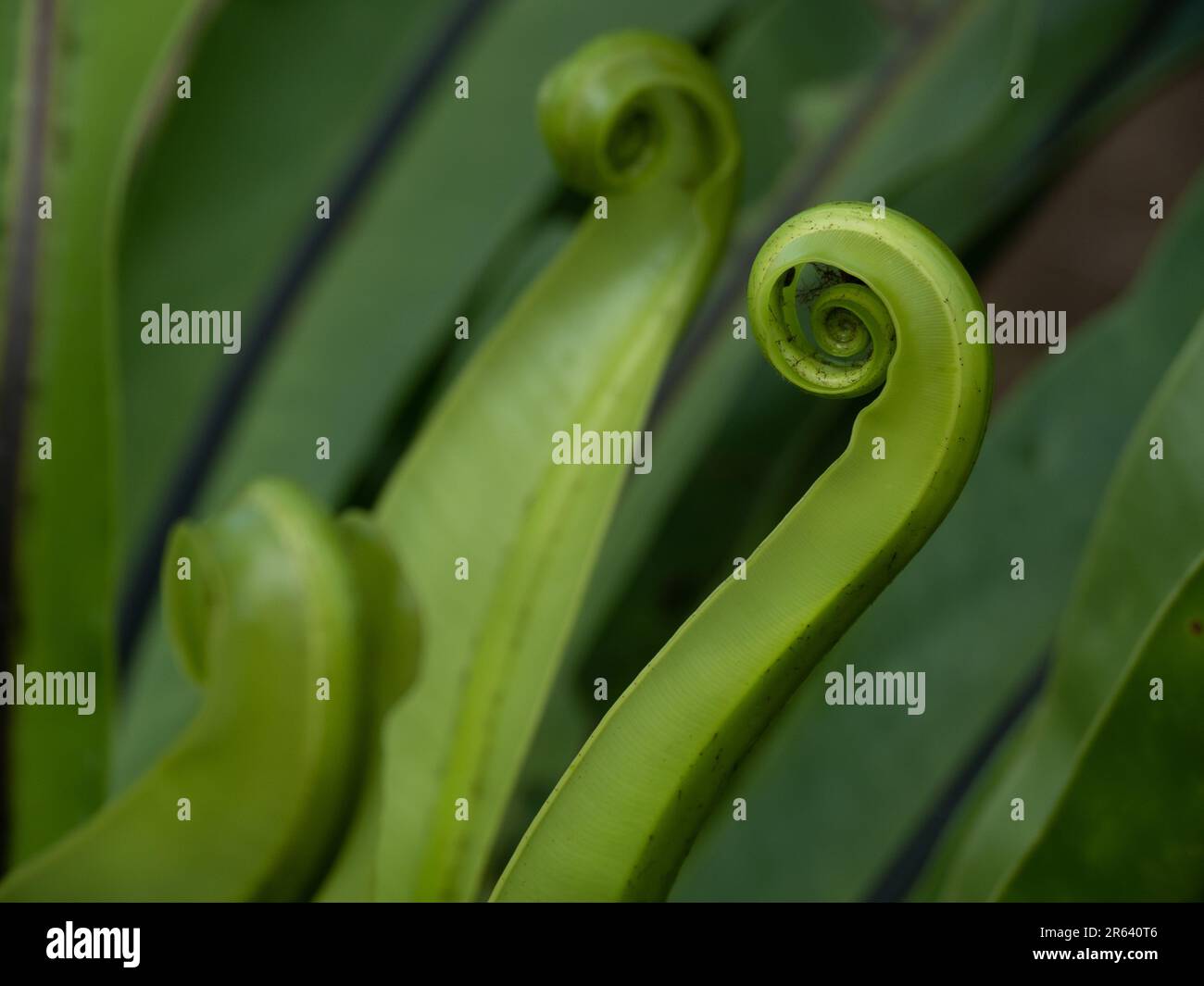 Close-up unique shape of young Bird's nest fern leaves or Asplenium ...