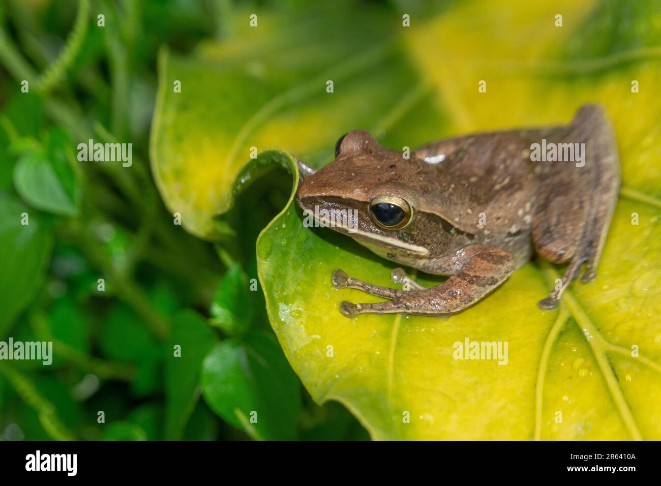 A Polypedates leucomystax, commonly called Striped tree frog, perches ...