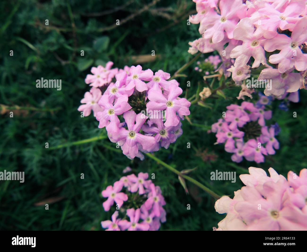 Close-up Verbena Serenity flowers. Various shade of pink color with ...