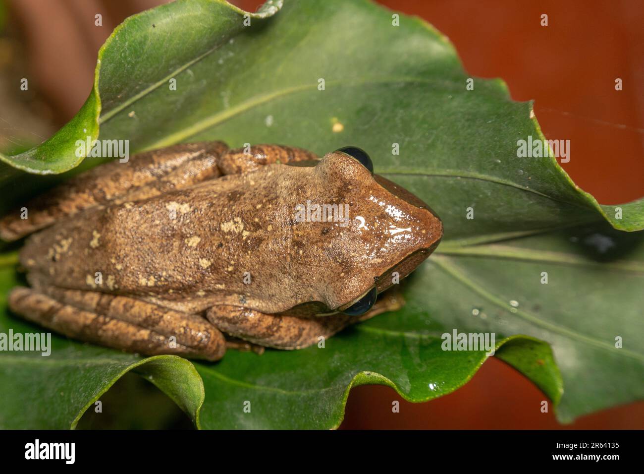 A Polypedates leucomystax, commonly called Striped tree frog, perches ...