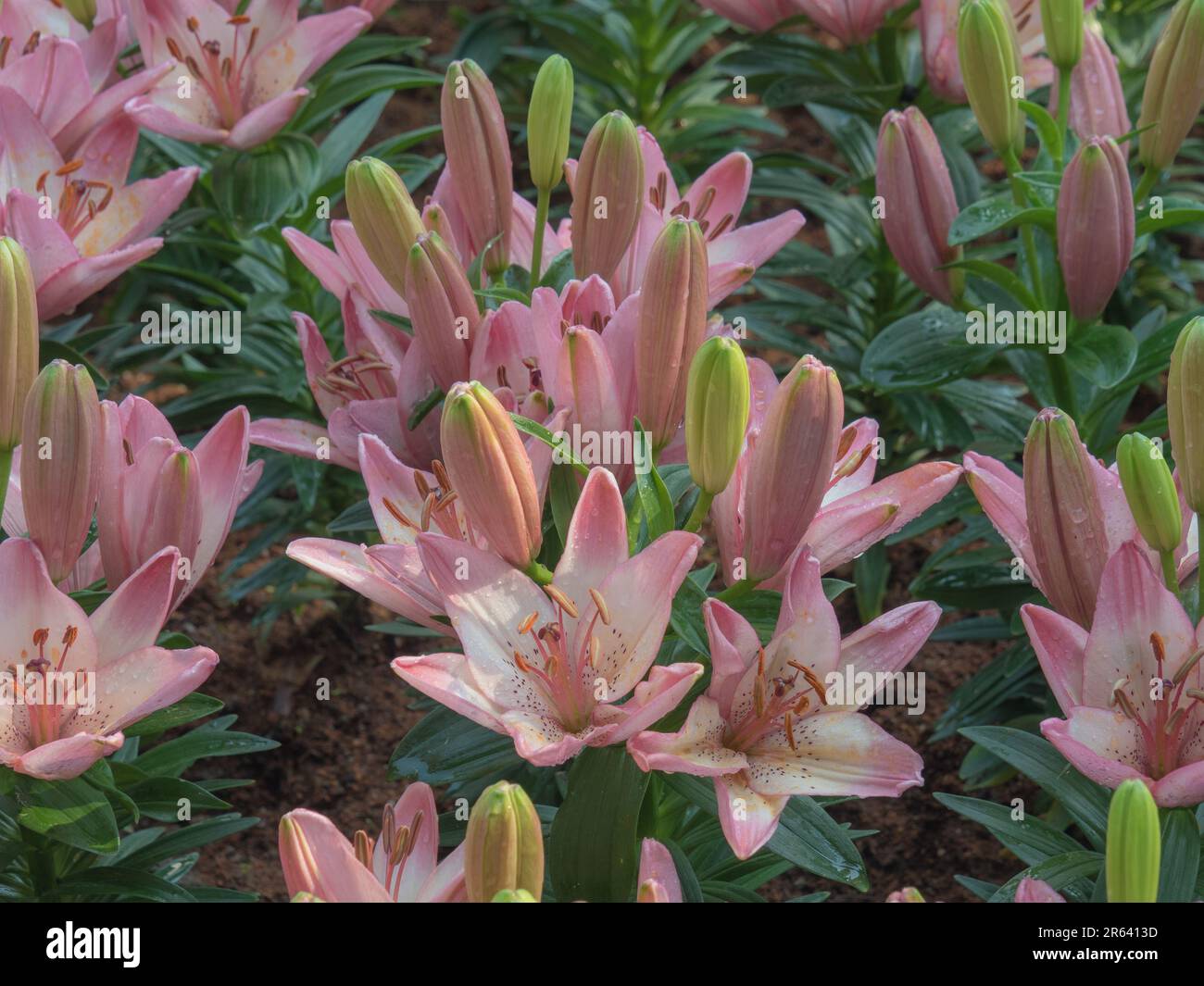 Lily pink morning hi-res stock photography and images - Alamy