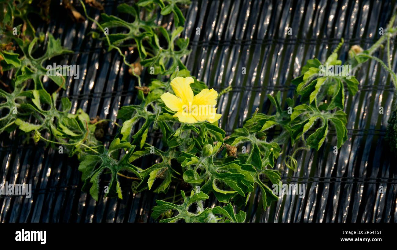 Balsam apple hi-res stock photography and images - Alamy