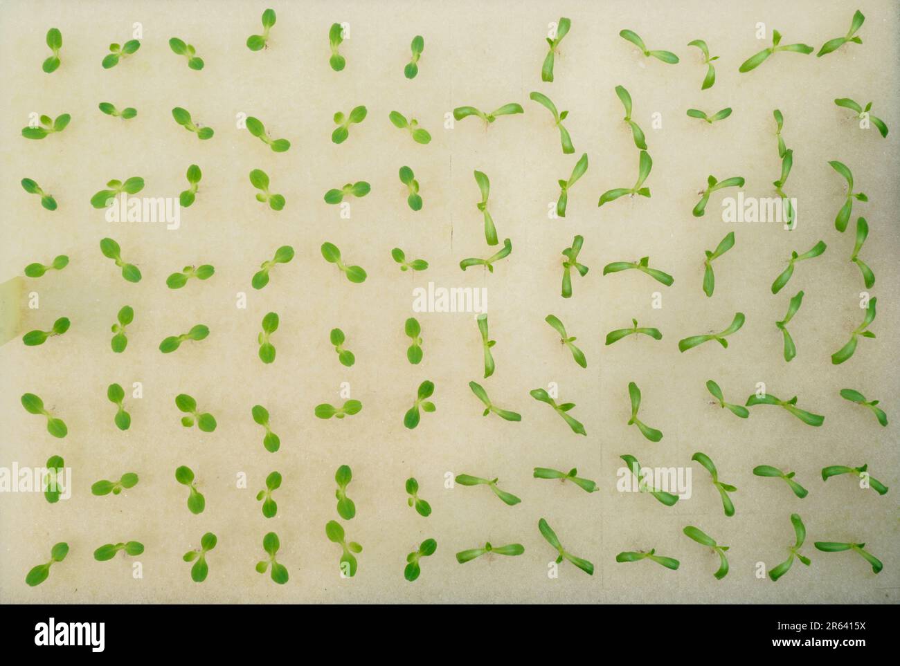 Top view rows of growing vegetable on sponge. Young Vegetable sprouts ...
