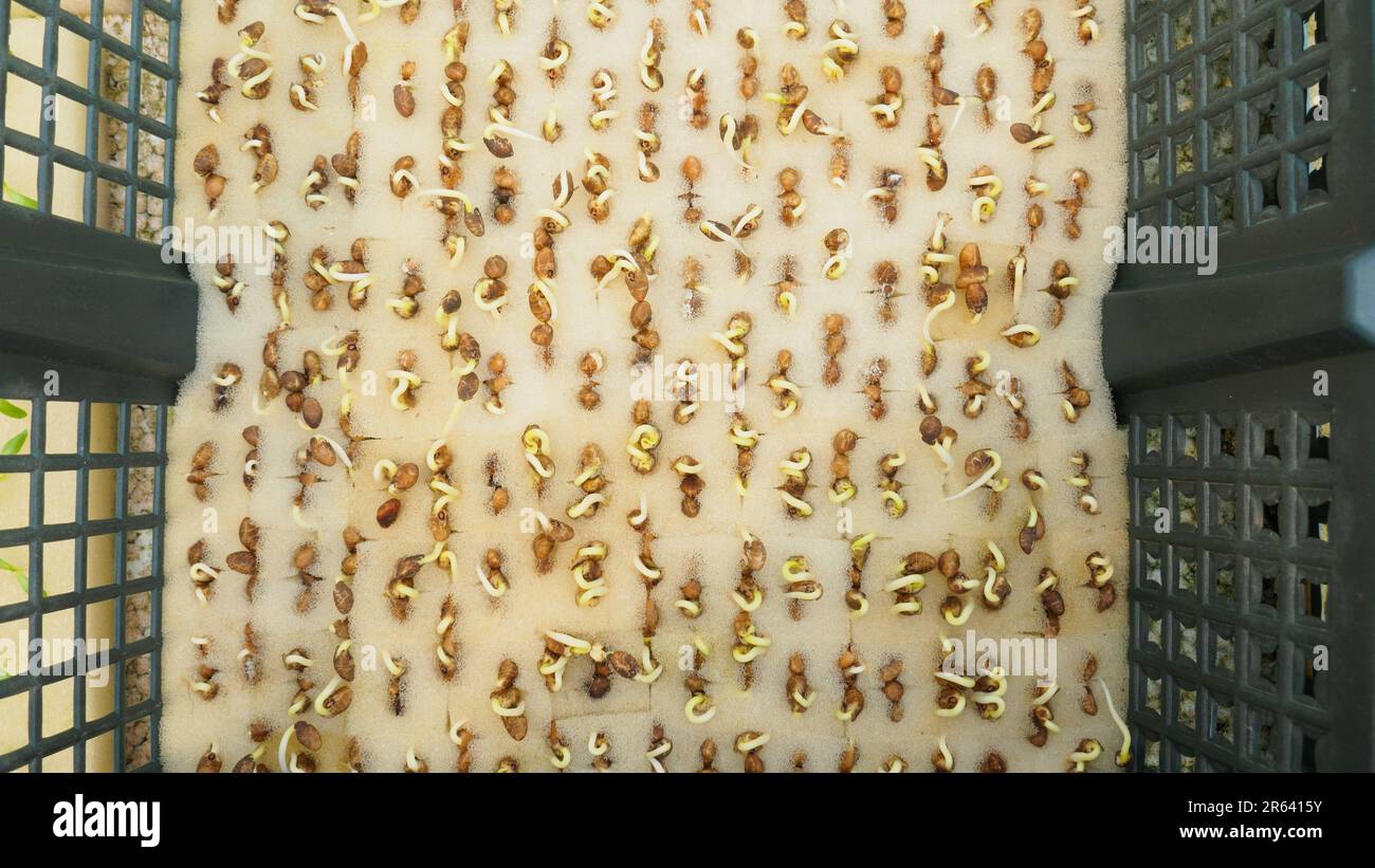 Top view rows of growing vegetable on sponge. Young Vegetable sprouts ...
