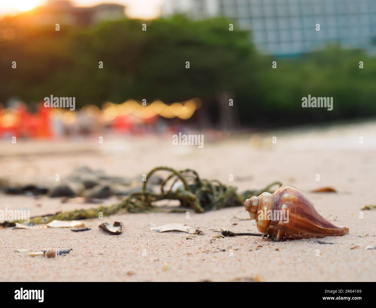 Small Conch shell on the beach, piece of Nylon rope at the back, sea ...