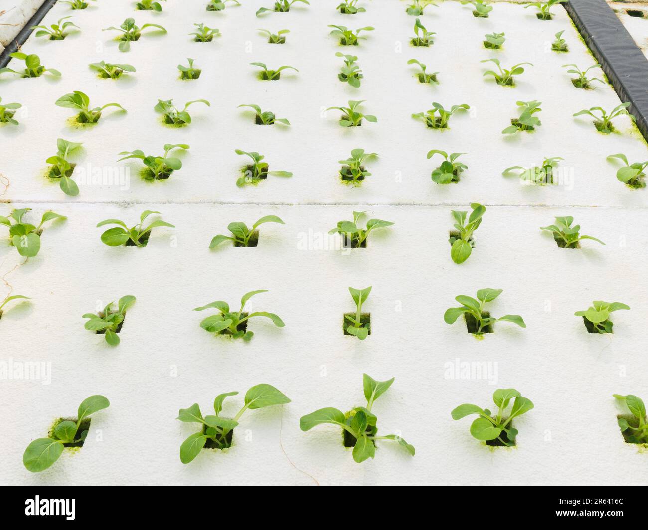 Young Vegetable sprouts in nursery shade. Young hydroponics vegetables ...