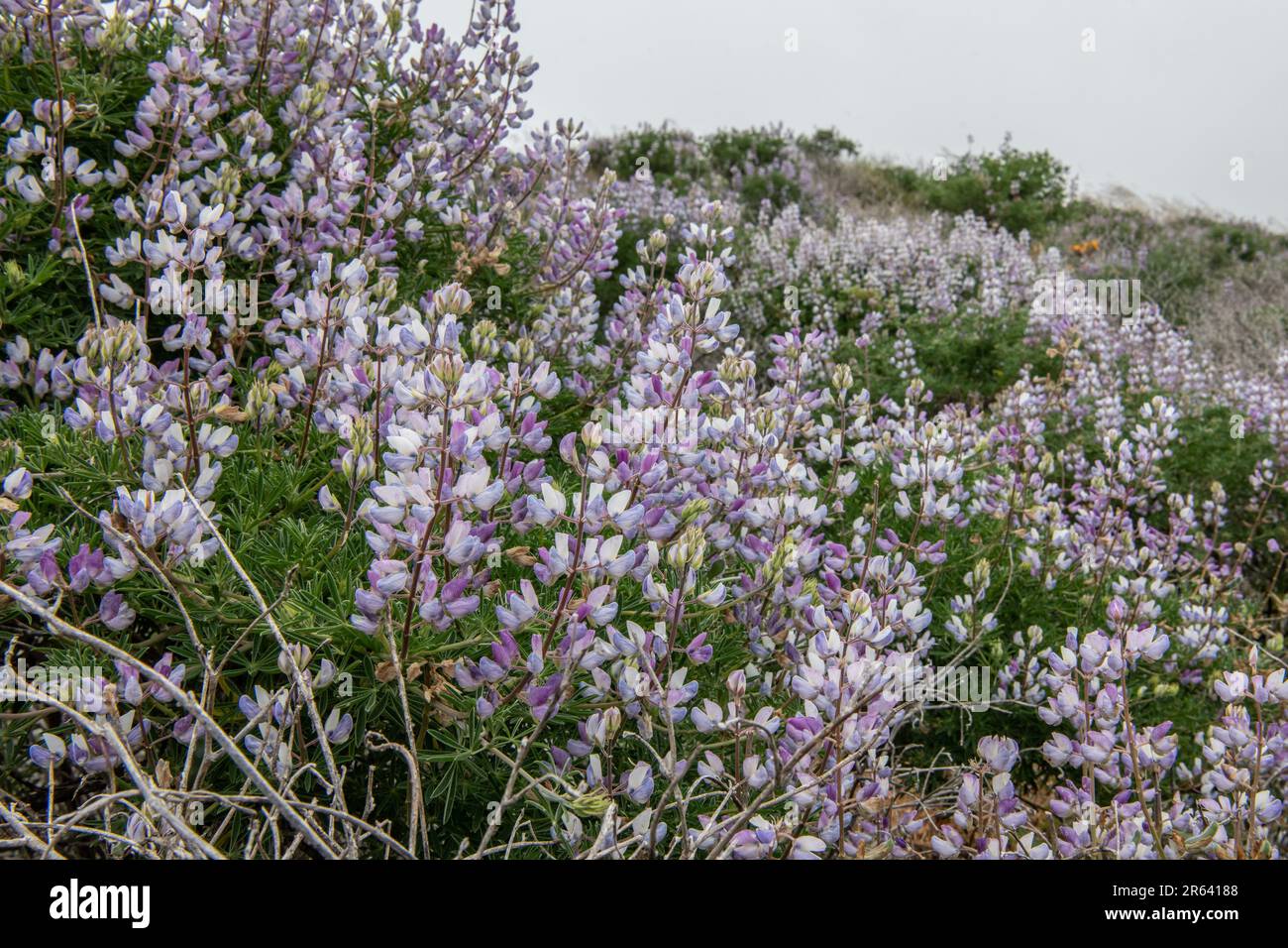 Bush lupine (Lupinus sp) flowering in Point Reyes National seashore ...
