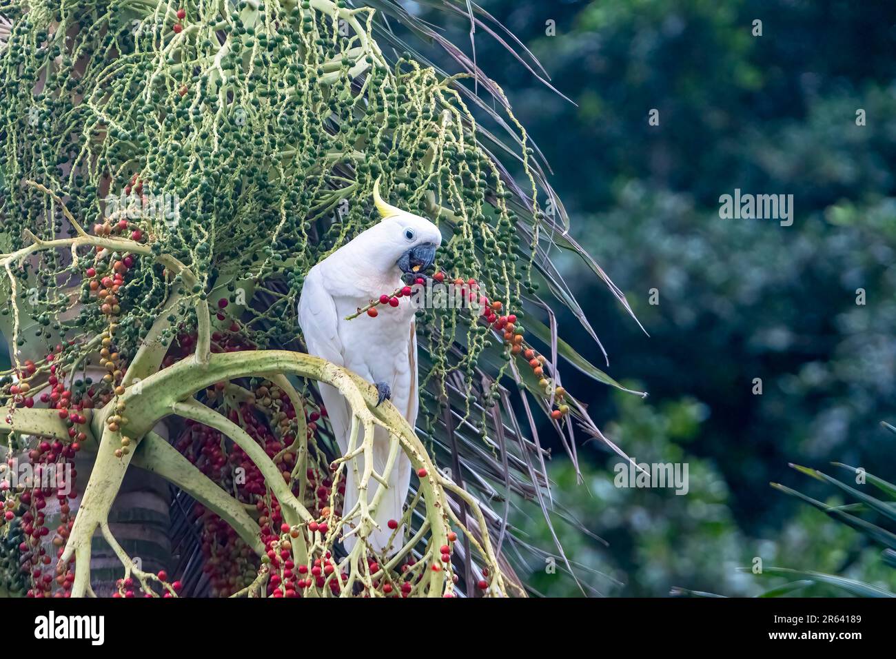Sulphur-crested Cockatoo (Cacatua galerita) feeding on the fruit of a ...