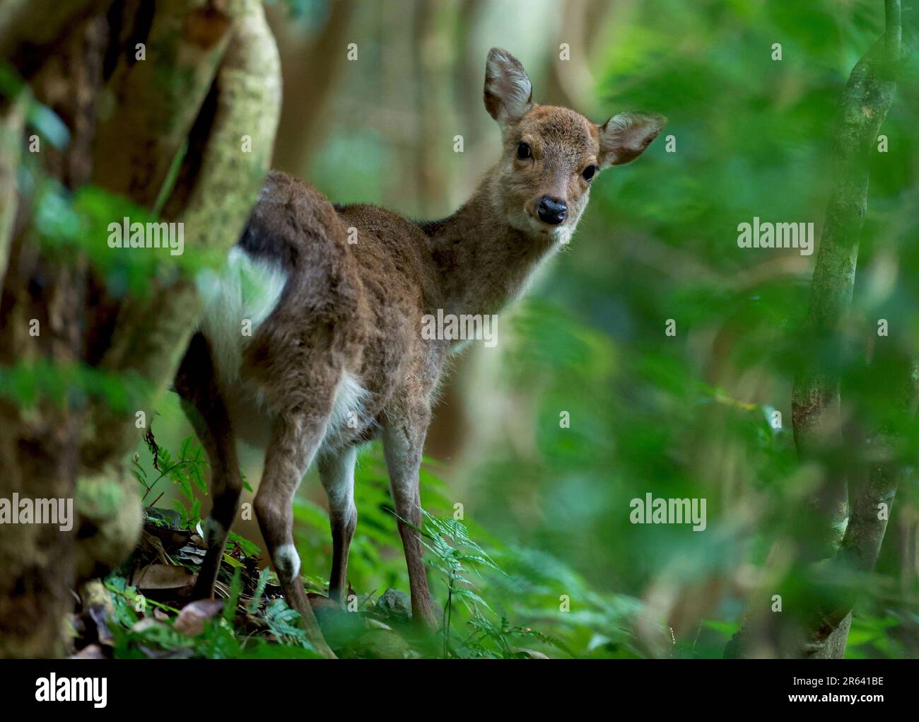 A Yaku-shika deer is pictured on Yakushima Island in Yakushima Town ...