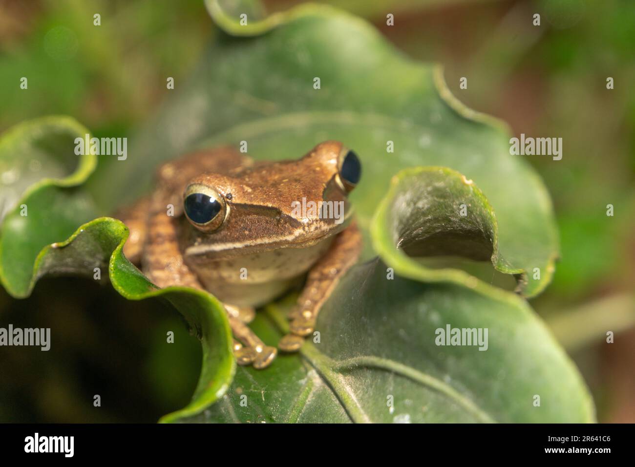 A Polypedates leucomystax, commonly called Striped tree frog, perches ...