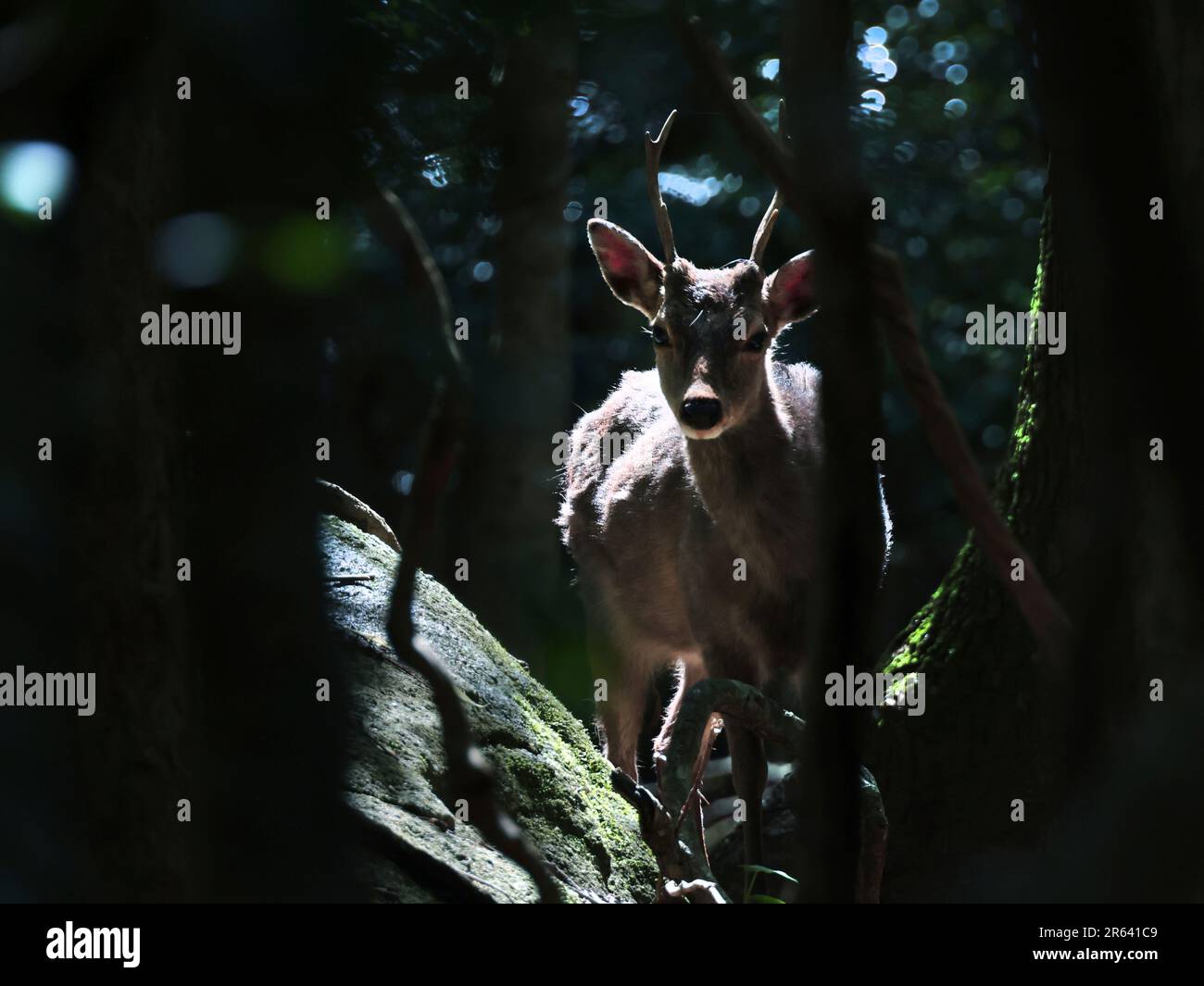 A Yaku-shika deer is pictured in an evergreen broadleaf forest on ...