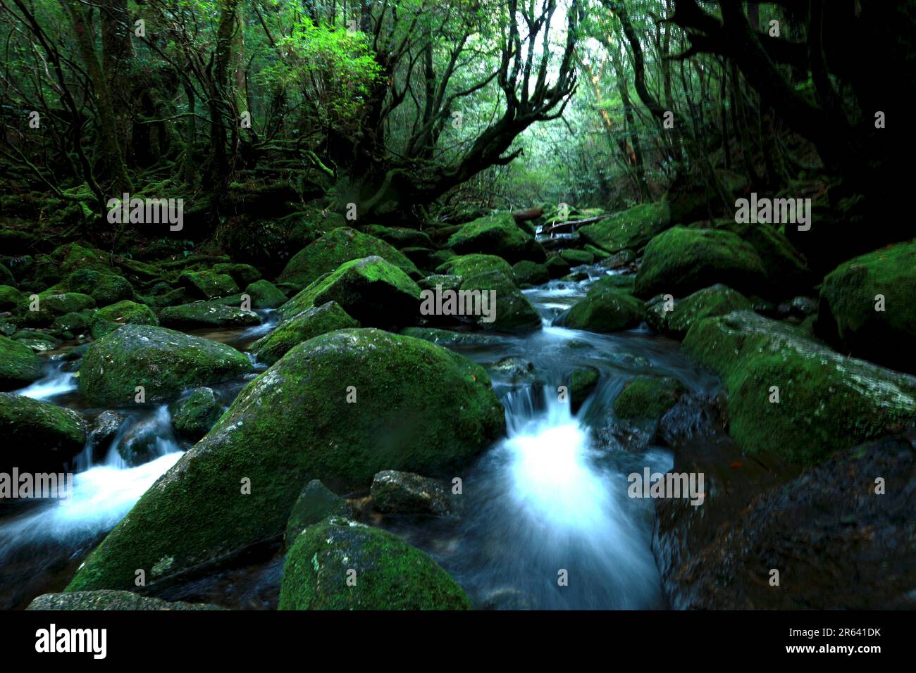 Shiratani Unsuikyo, a natural forest of beautiful Yakusugi cedar trees ...