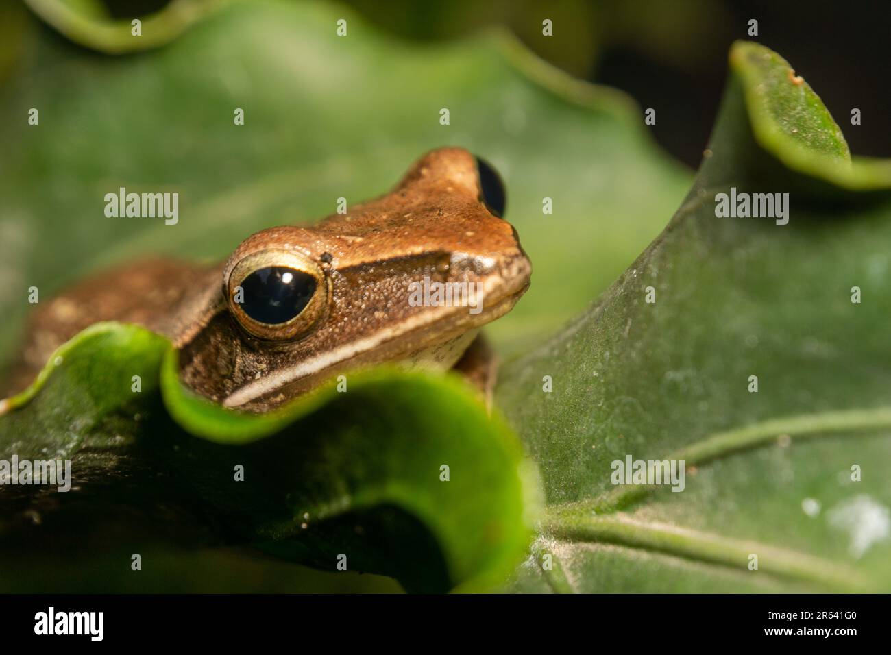 A Polypedates leucomystax, commonly called Striped tree frog, perches ...
