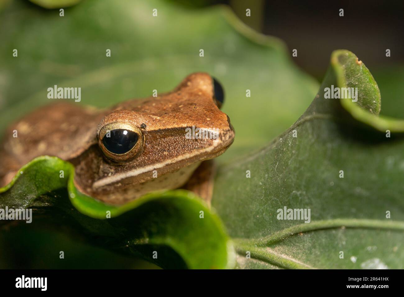 A Polypedates leucomystax, commonly called Striped tree frog, perches ...