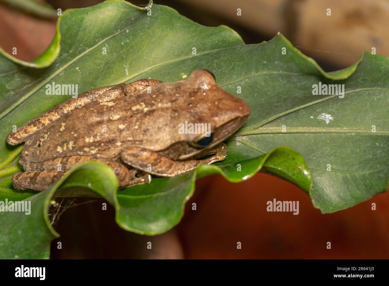 A Polypedates leucomystax, commonly called Striped tree frog, perches ...