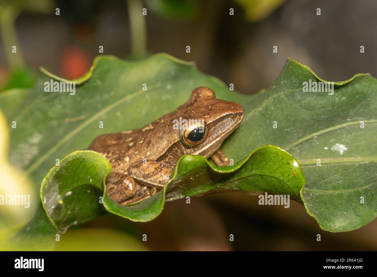 A Polypedates leucomystax, commonly called Striped tree frog, perches ...