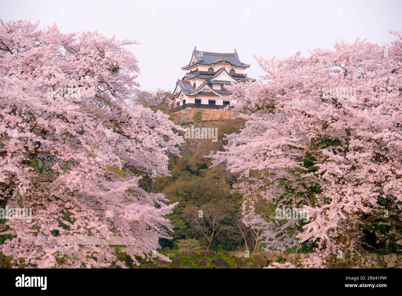 Yoshino trees in full bloom hi-res stock photography and images - Alamy