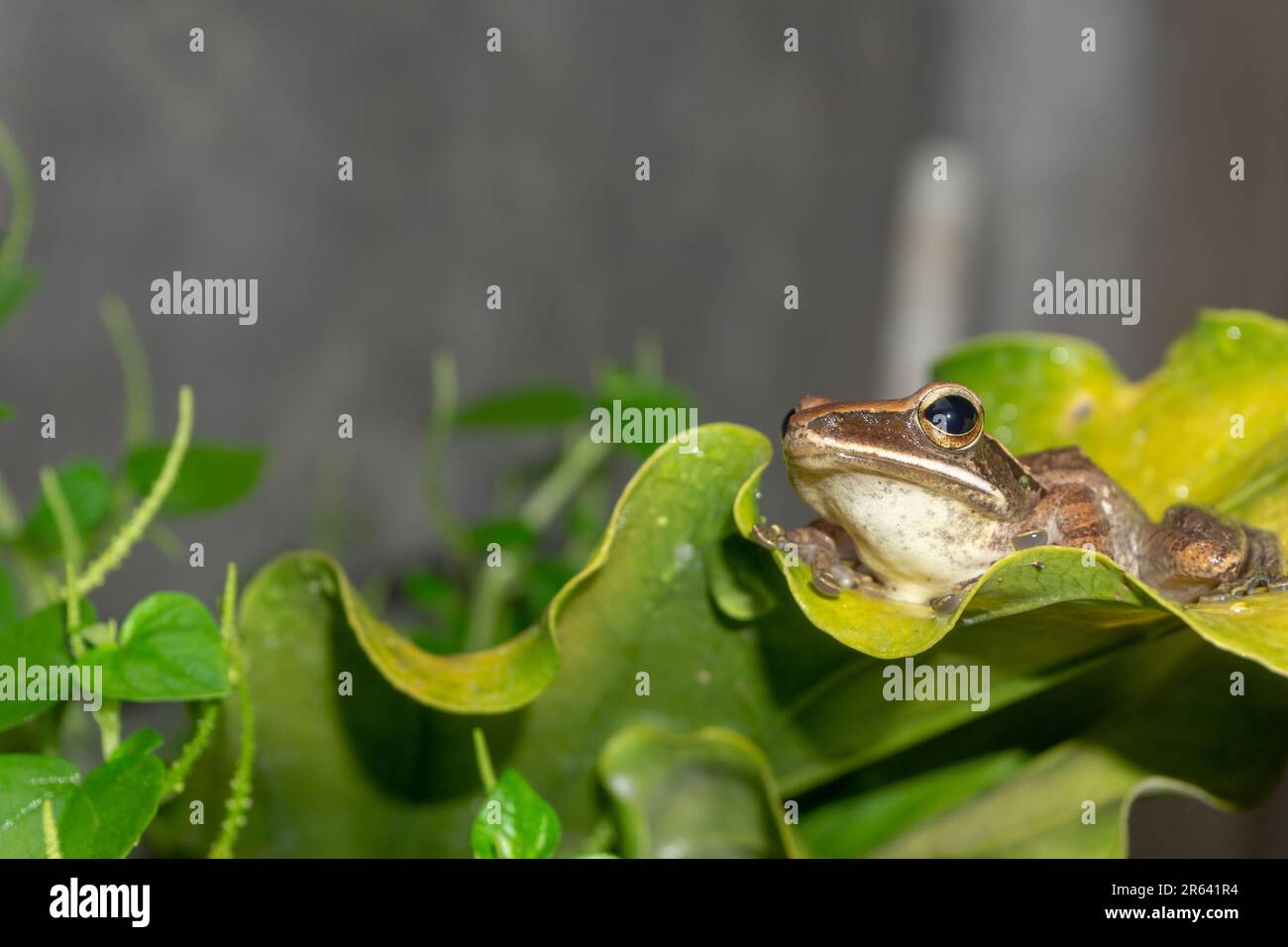 A Polypedates leucomystax, commonly called Striped tree frog, perches ...