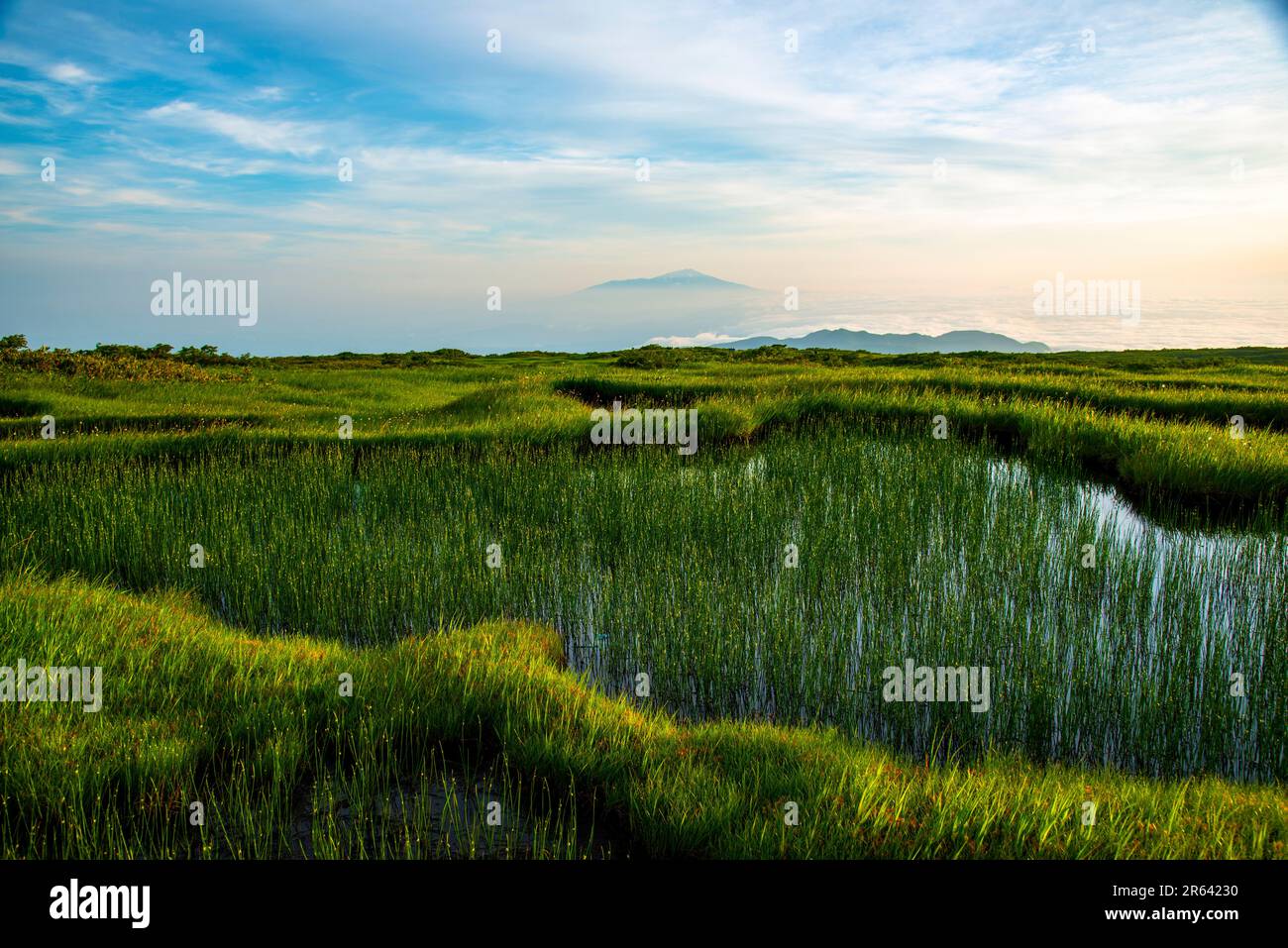 Mt. Gassan Midagahara Marsh Stock Photo - Alamy