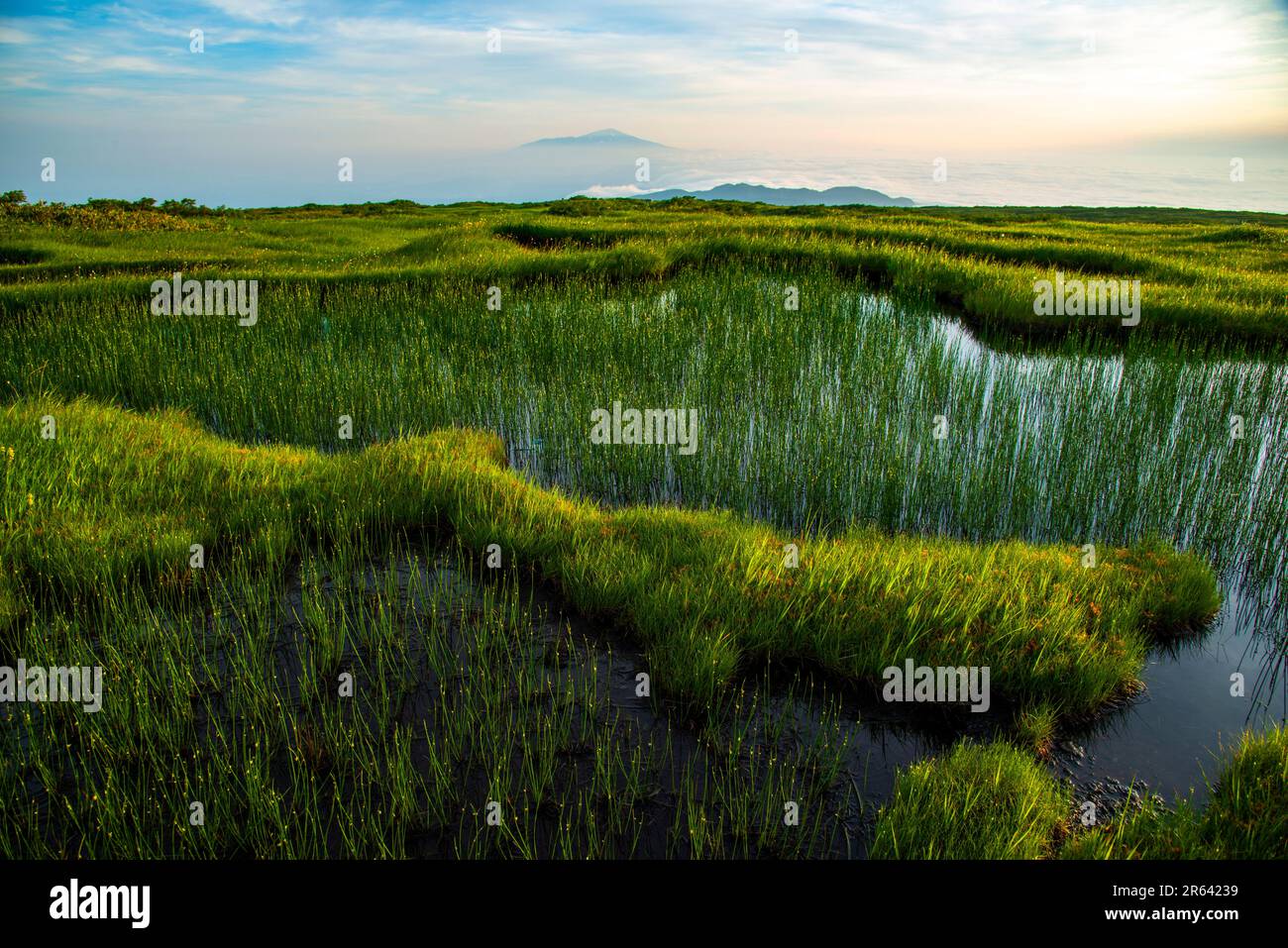 Mt. Gassan Midagahara Marsh Stock Photo - Alamy
