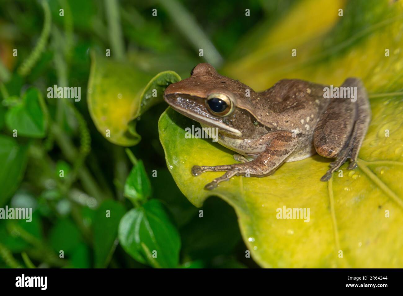 A Polypedates leucomystax, commonly called Striped tree frog, perches ...