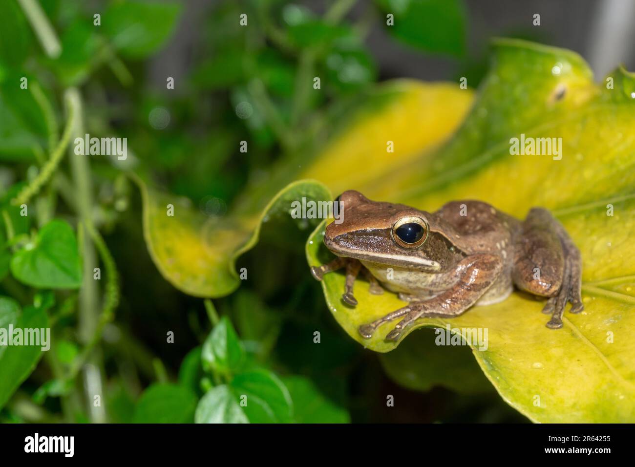 A Polypedates leucomystax, commonly called Striped tree frog, perches ...